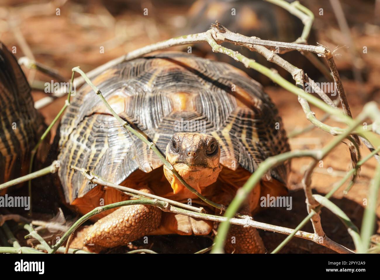 Radiated tortoise - Astrochelys radiata - critically endangered turtle ...
