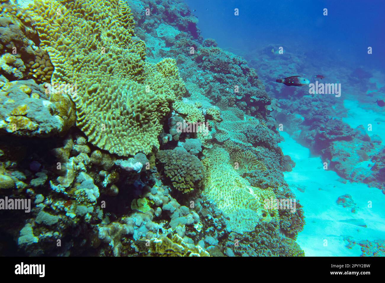 Underwater scenery with corals and fish in background. Diving at Anakao ...