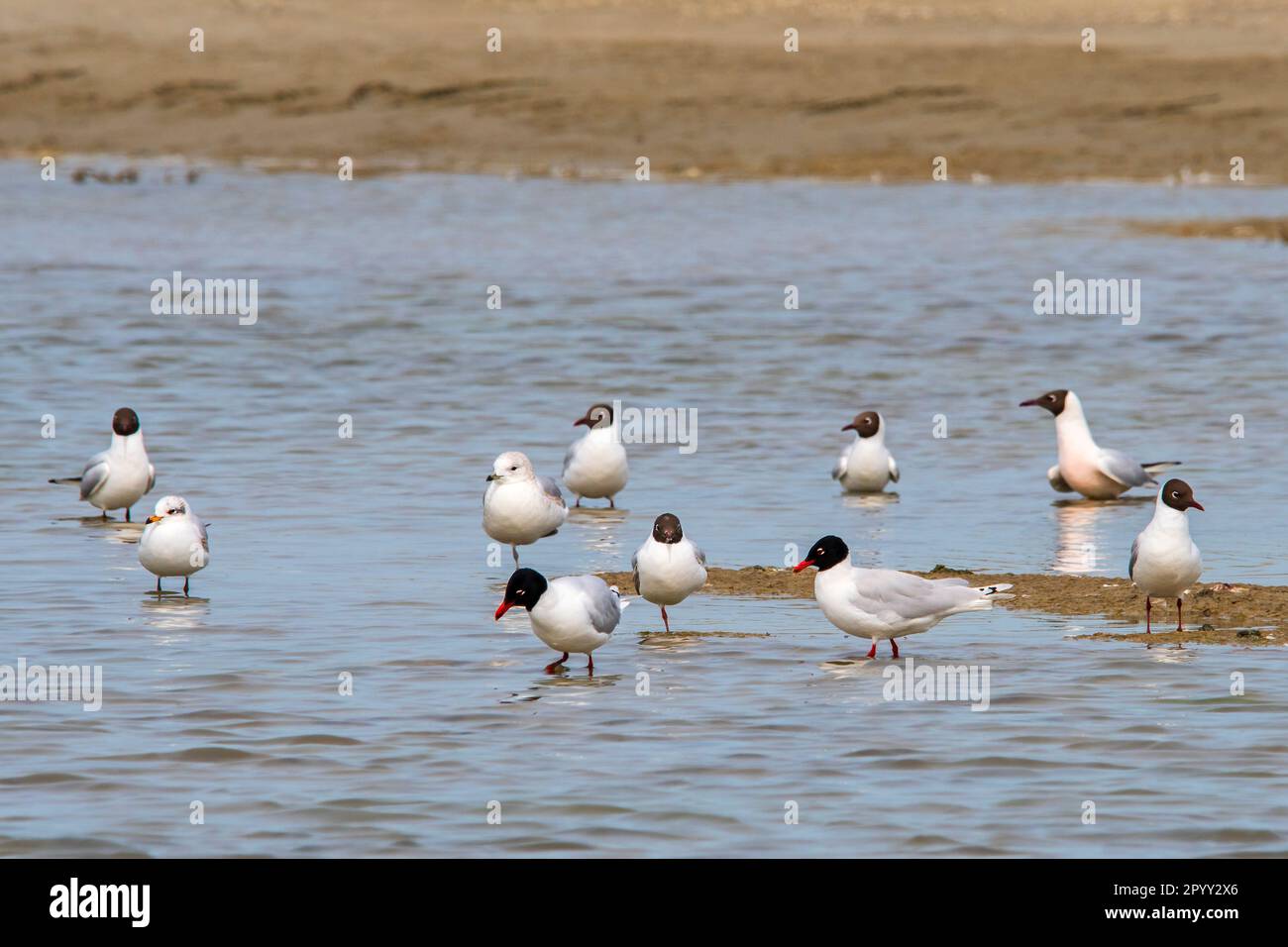 Two Mediterranean gulls (Ichthyaetus melanocephalus / Larus ...