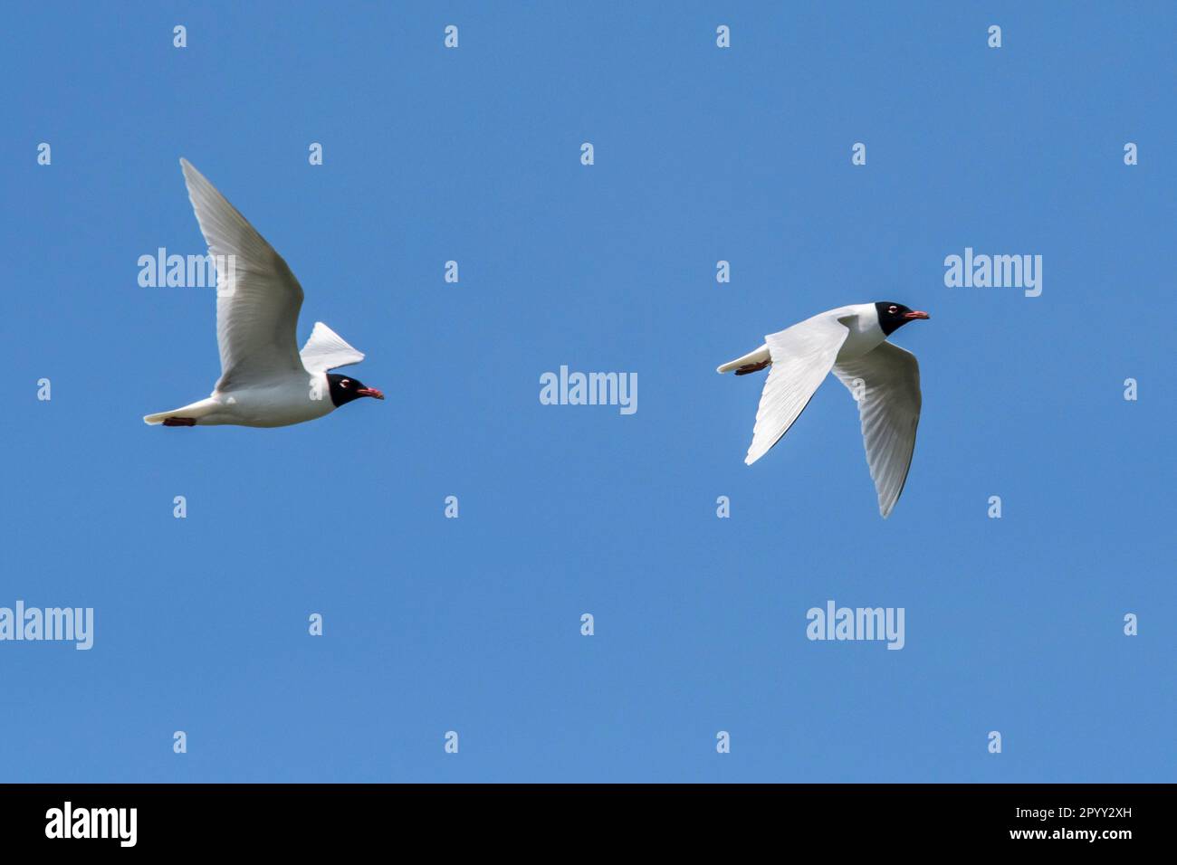 Mediterranean gulls uk spring hi-res stock photography and images - Alamy