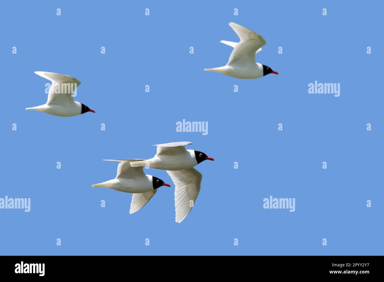 Four adult Mediterranean gulls (Ichthyaetus melanocephalus / Larus ...
