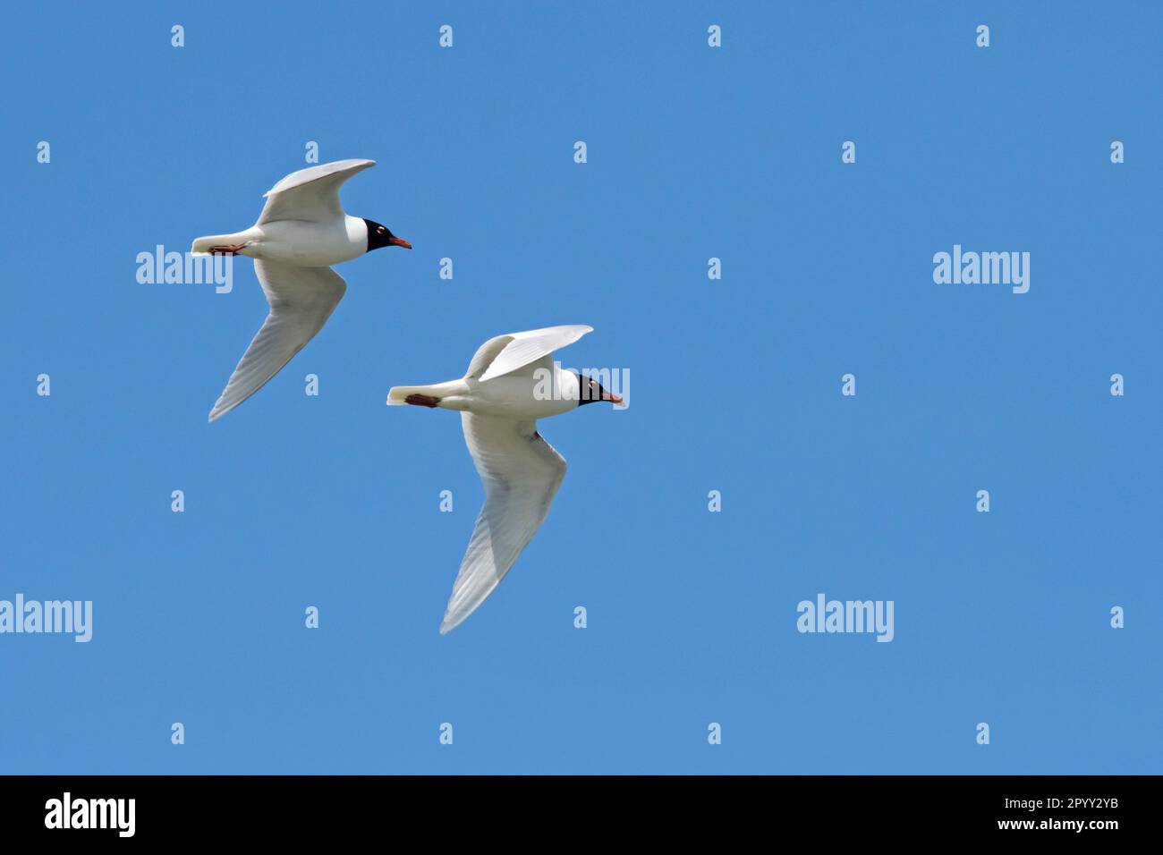 Two adult Mediterranean gulls (Ichthyaetus melanocephalus / Larus ...