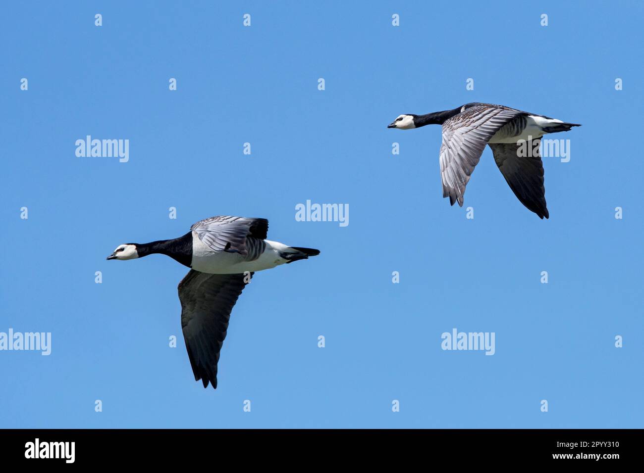 Two barnacle geese (Branta leucopsis) in flight against blue sky Stock ...