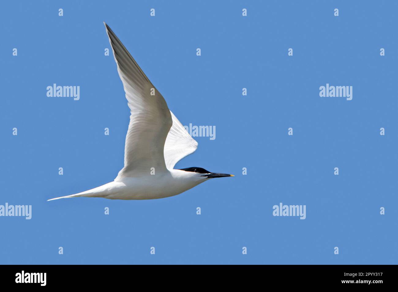 Sandwich tern (Thalasseus sandvicensis / Sterna sandvicensis) adult in ...