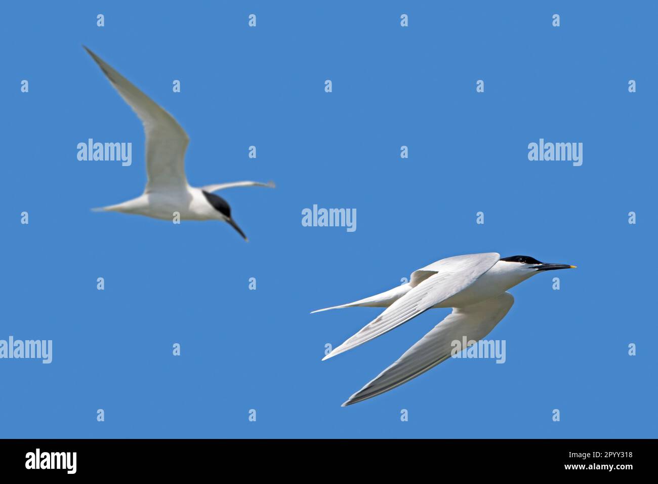 Two sandwich terns (Thalasseus sandvicensis / Sterna sandvicensis ...