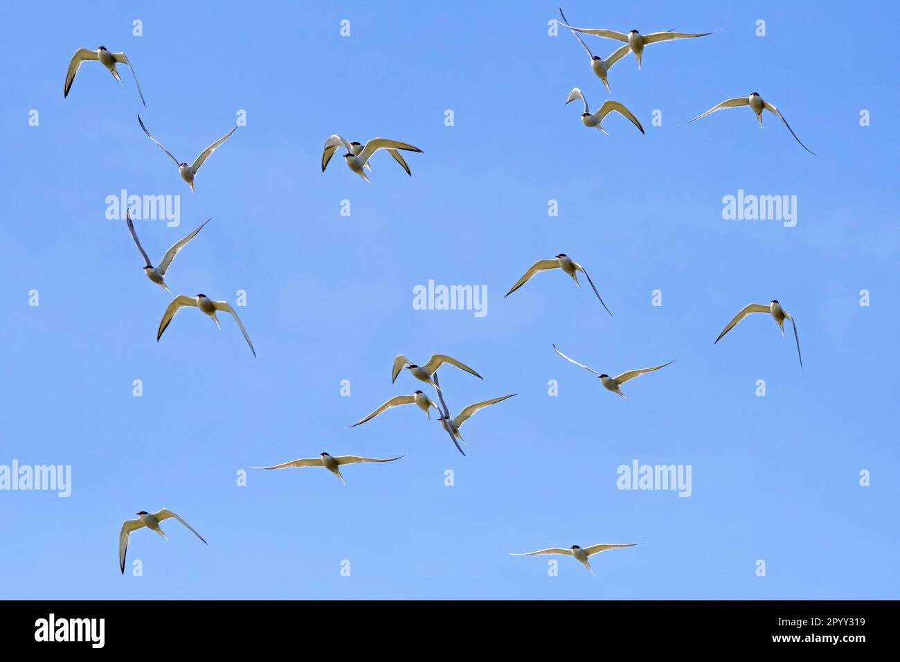 Flock of common terns (Sterna hirundo) in breeding plumage in flight ...