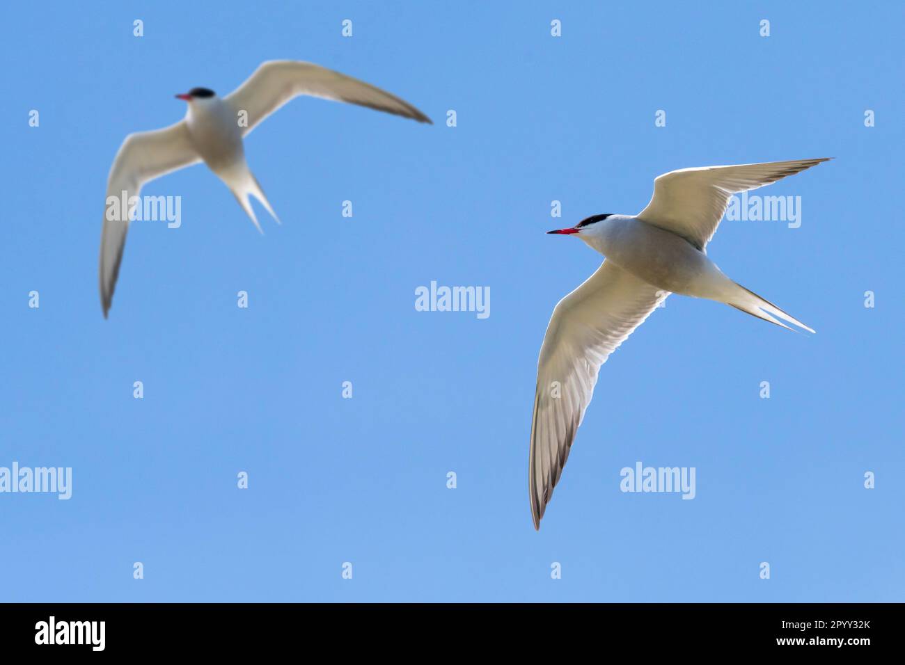 Two common terns (Sterna hirundo) in breeding plumage in flight against ...