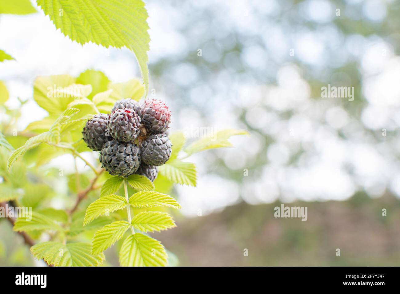 Mysore raspberry hi-res stock photography and images - Alamy