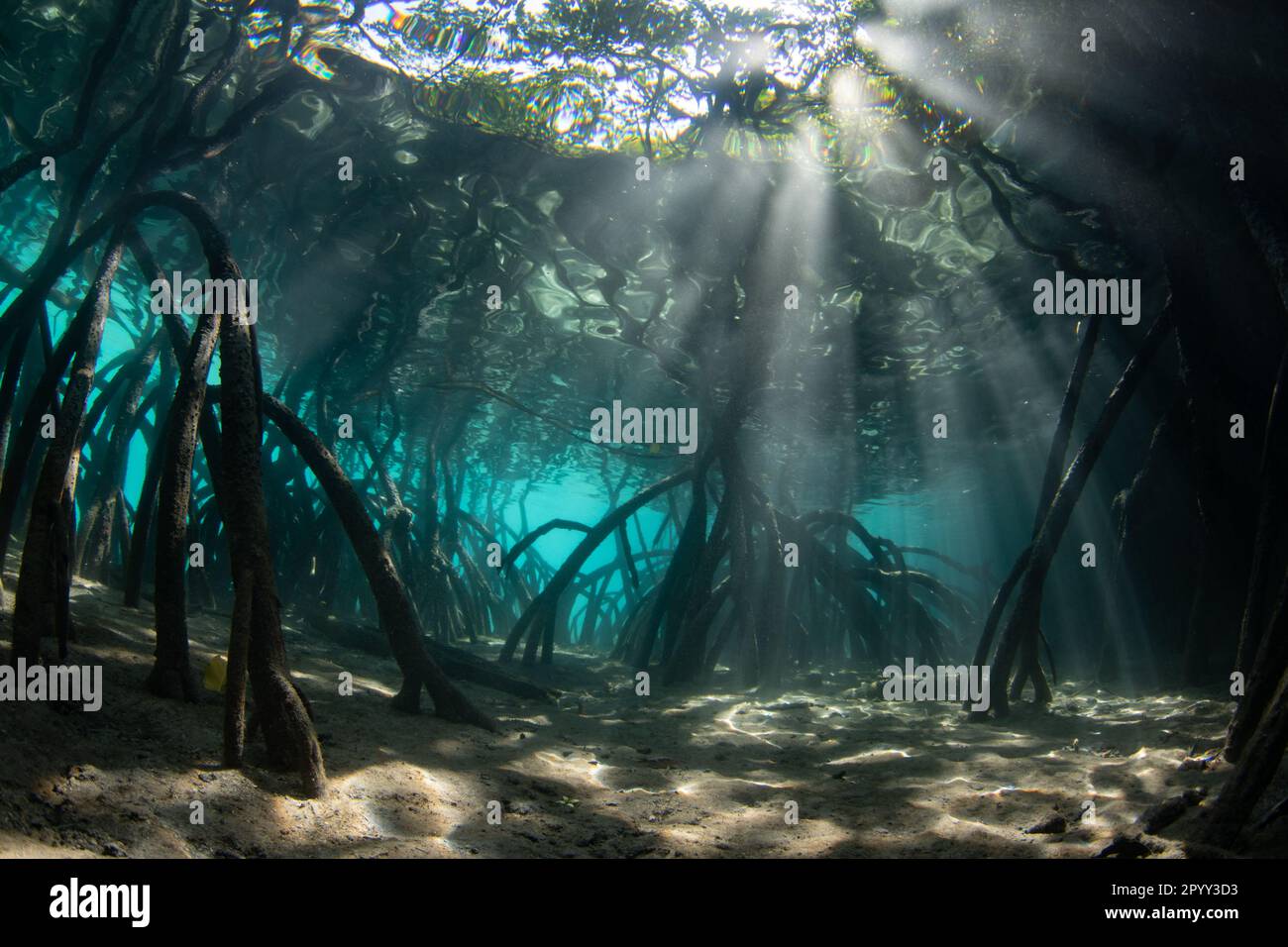 Mangrove Forests Underwater Mangroves Offer A Vital Shield Against