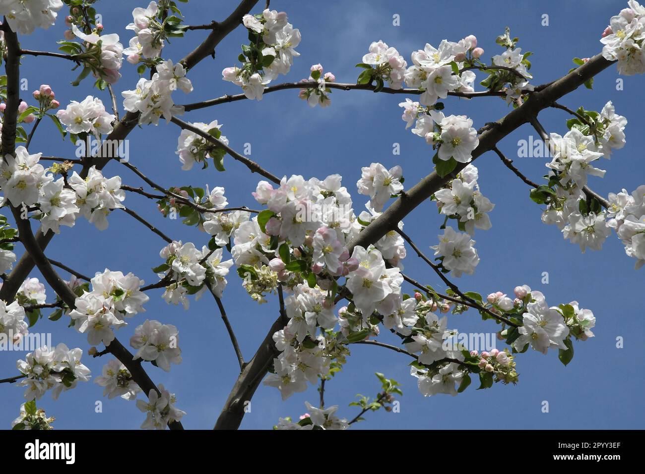 Forsing hi-res stock photography and images - Alamy