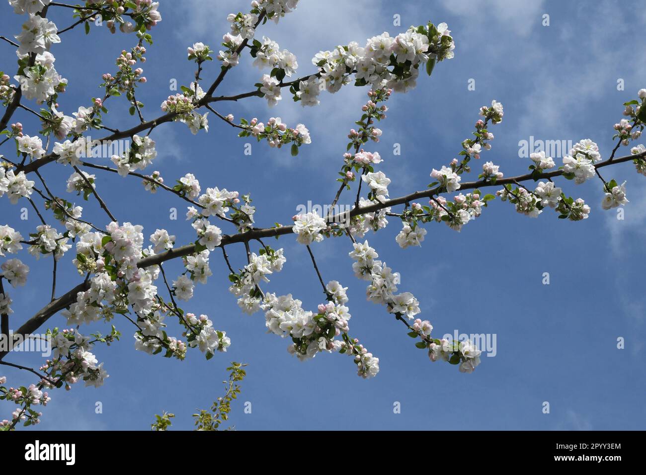 Forsing hi-res stock photography and images - Alamy