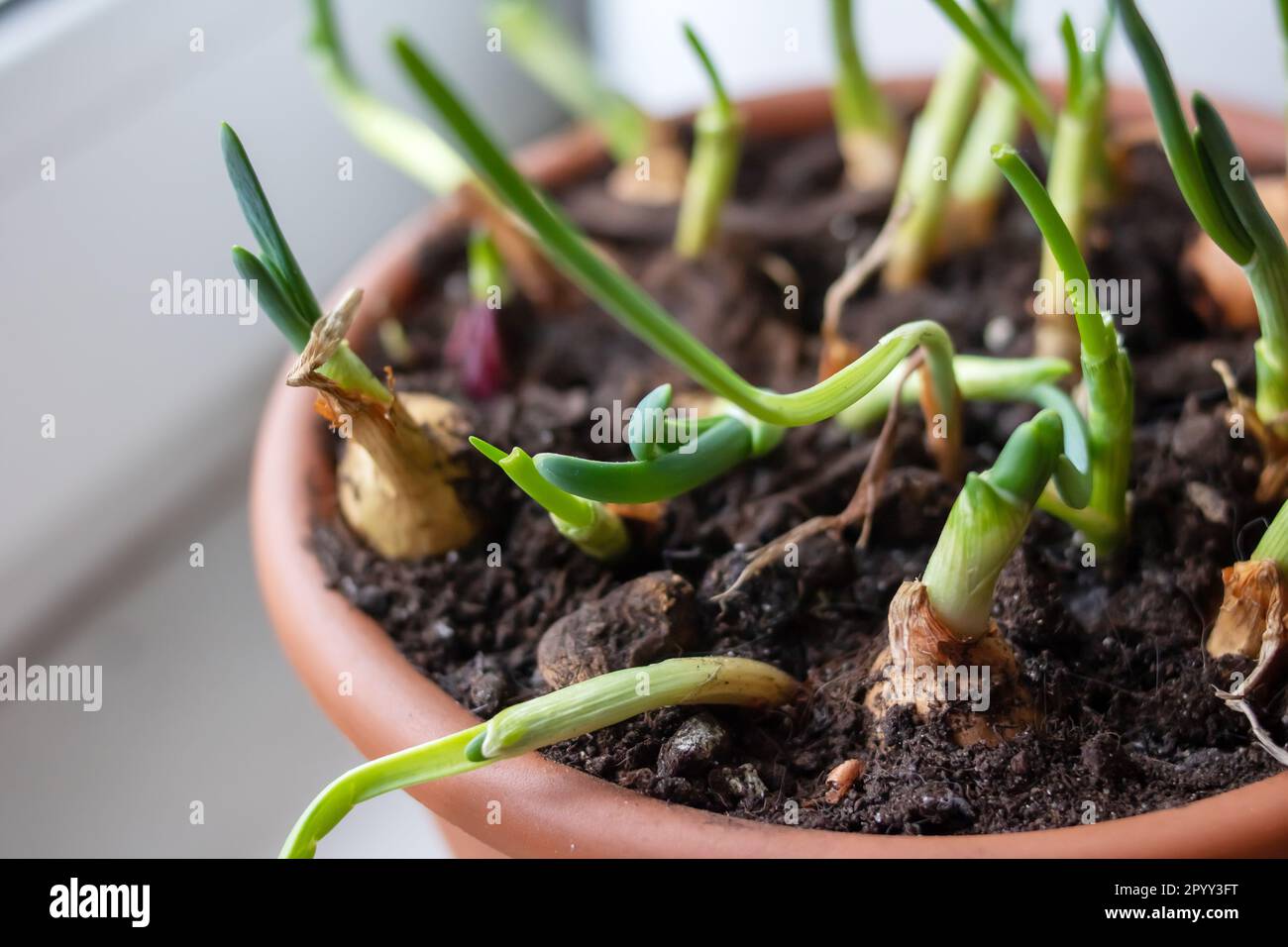 Onion seedlings windowsill hi-res stock photography and images - Alamy