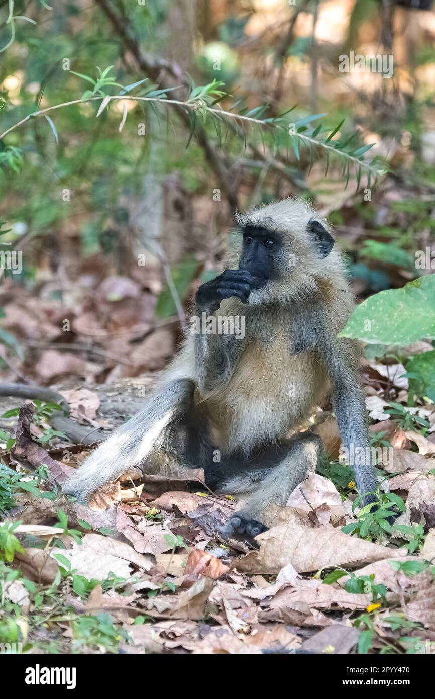 Gray langur, monkey sitting in the forest, India, Madhya Pradesh Stock Photo - Alamy