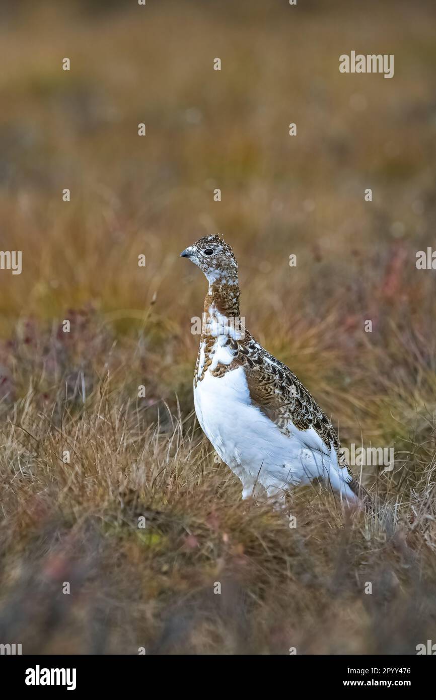 Willow Ptarmigan, Lagopus lagopus, birds in the tundra in Yukon, Canada ...