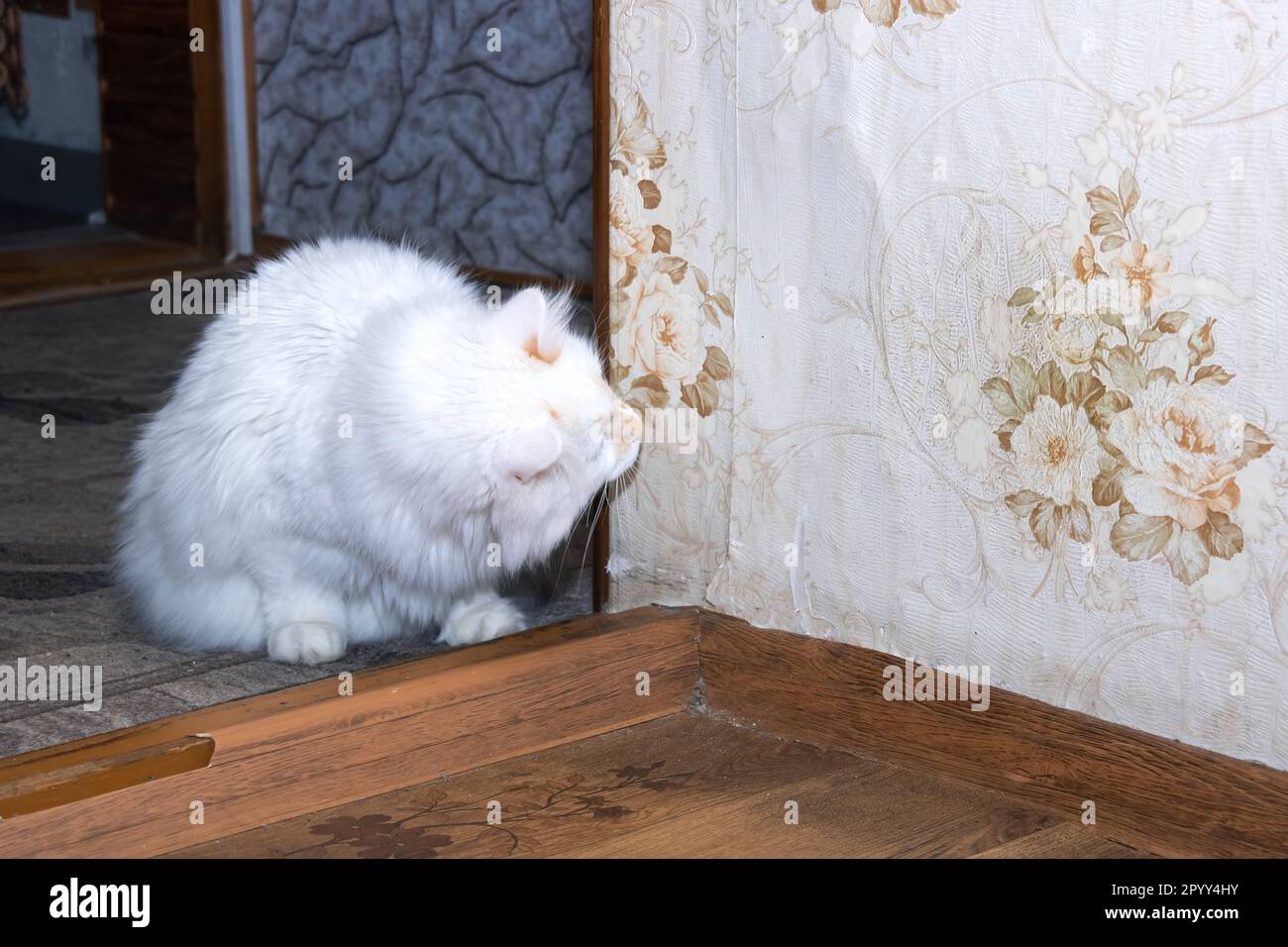 Cat peeking around corner hi-res stock photography and images - Alamy