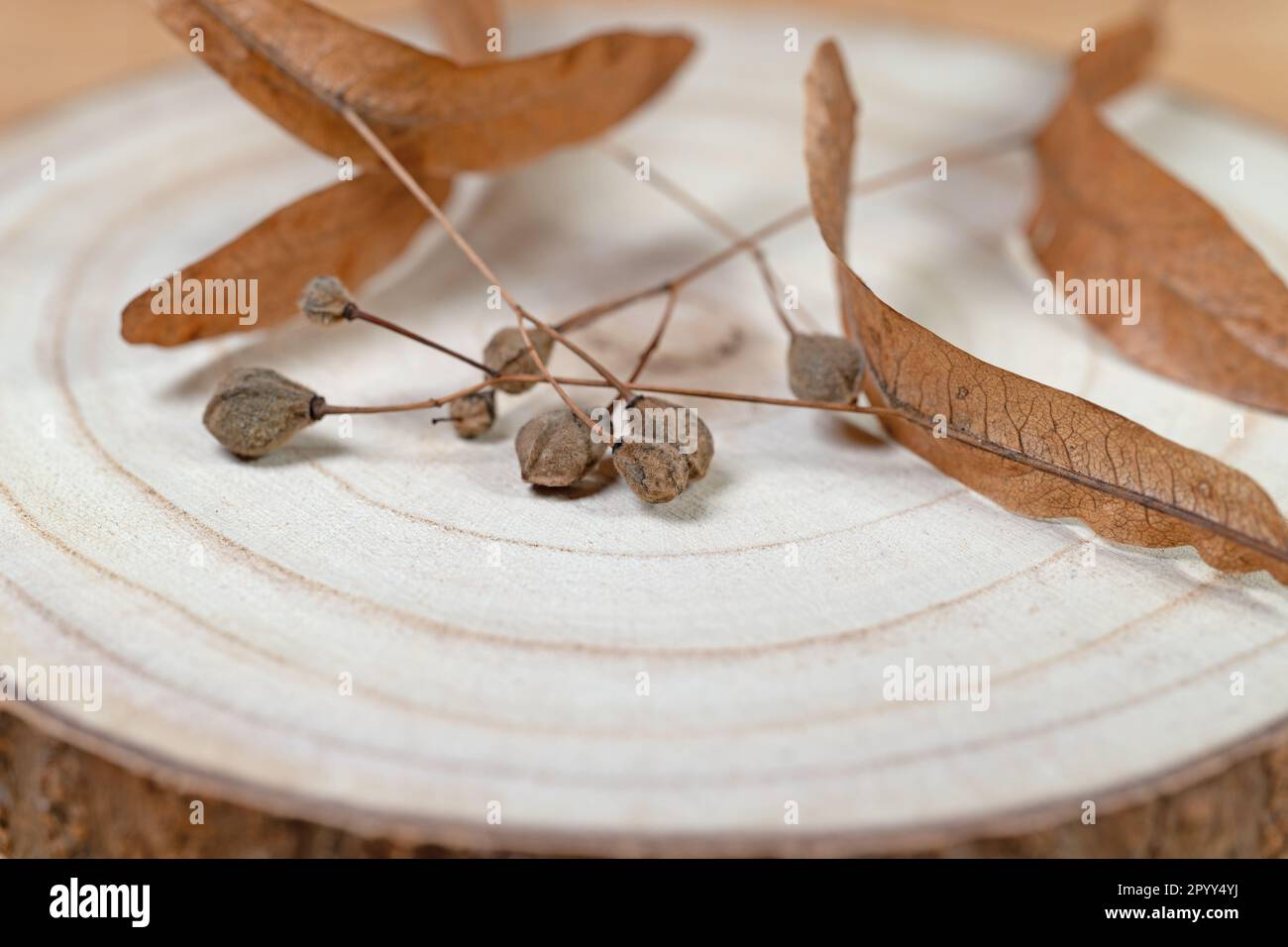Dried seed of linden tree Stock Photo - Alamy