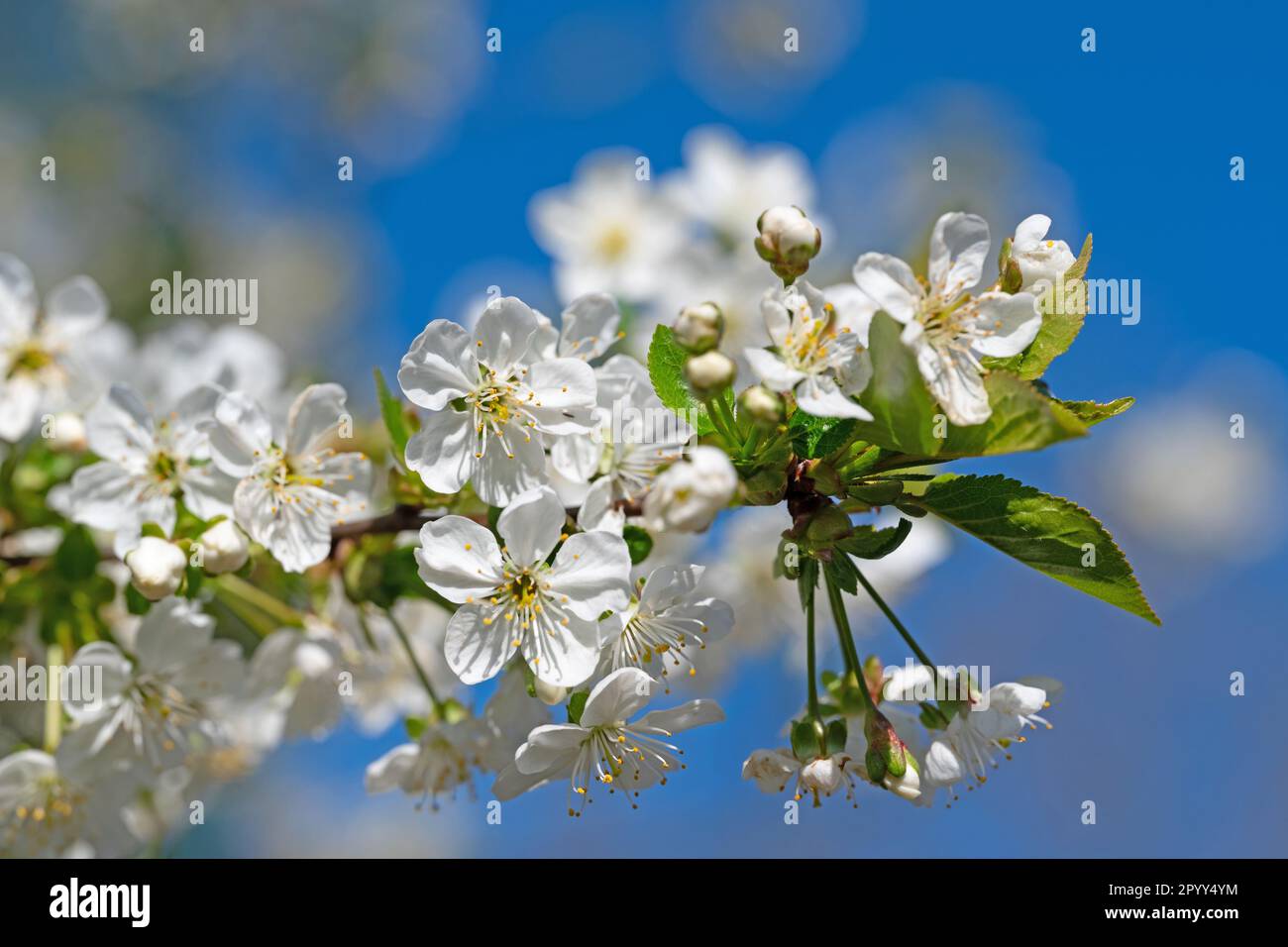 Flowering sour cherry, Prunus cerasus, in spring Stock Photo - Alamy