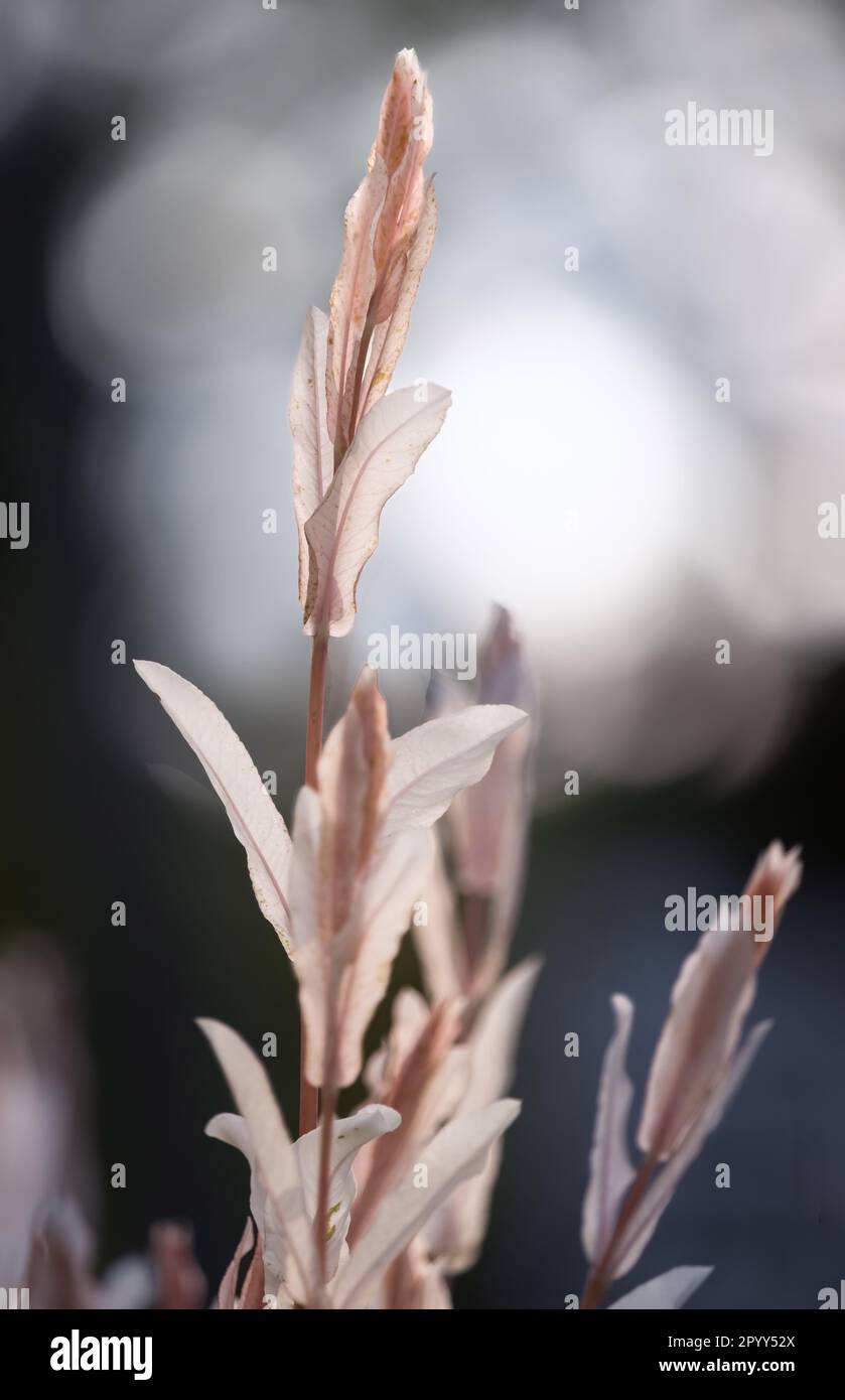 Hakuro nishiki hi-res stock photography and images - Alamy