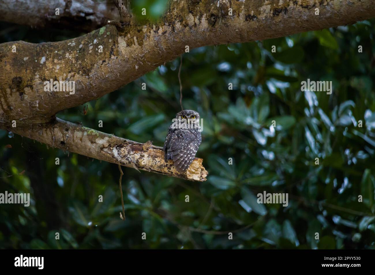 A spotted owlet sitting on a tree branch in jungle during Twilight ...