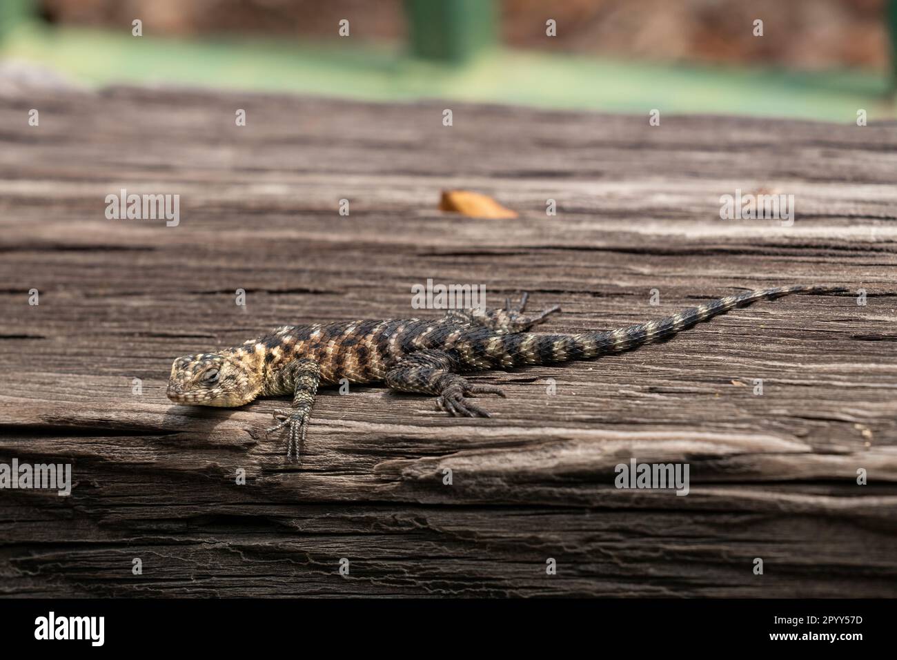 Beautiful brown lizard basks hi-res stock photography and images - Alamy