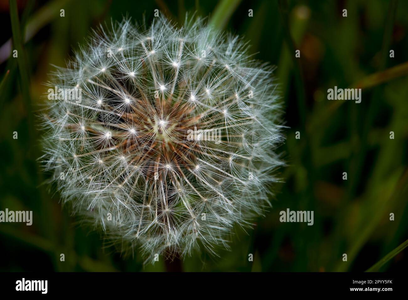 A single stem of a dandelion in its post-flowering state with the downy ...