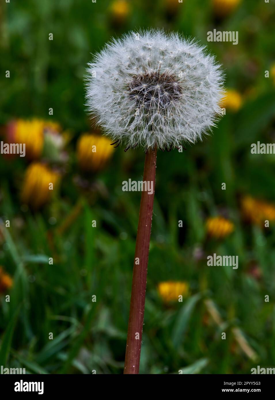 A single stem of a dandelion in its post-flowering state with the downy ...