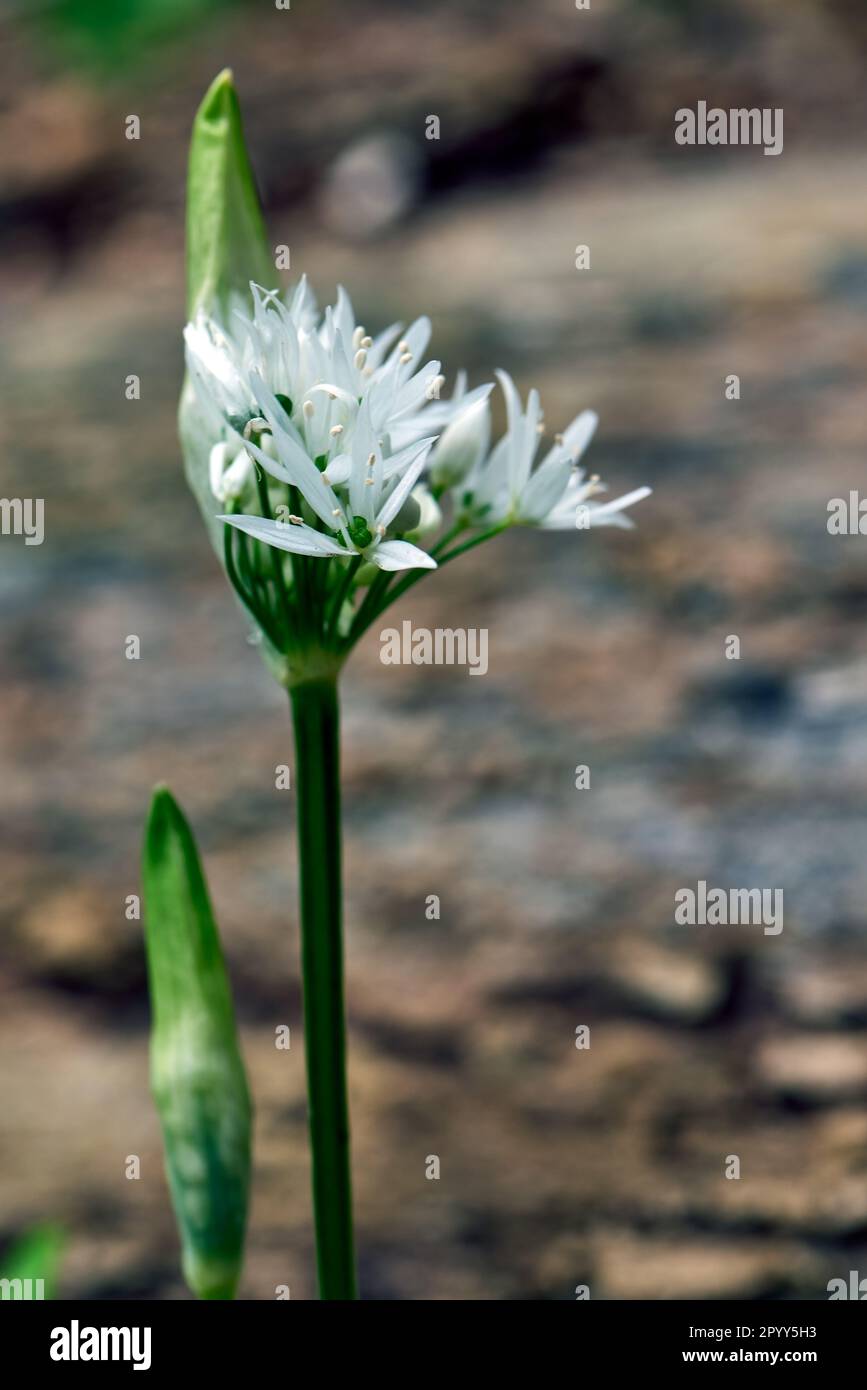 Scottish wild garlic hi-res stock photography and images - Alamy
