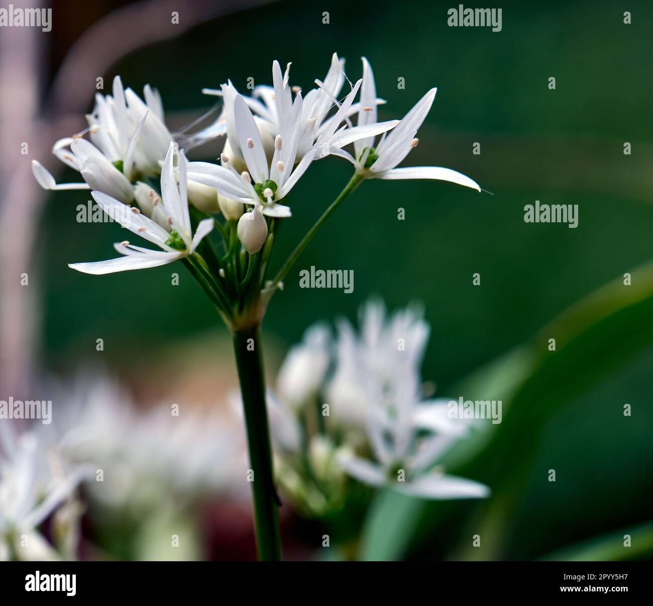 Scottish wild garlic hi-res stock photography and images - Alamy