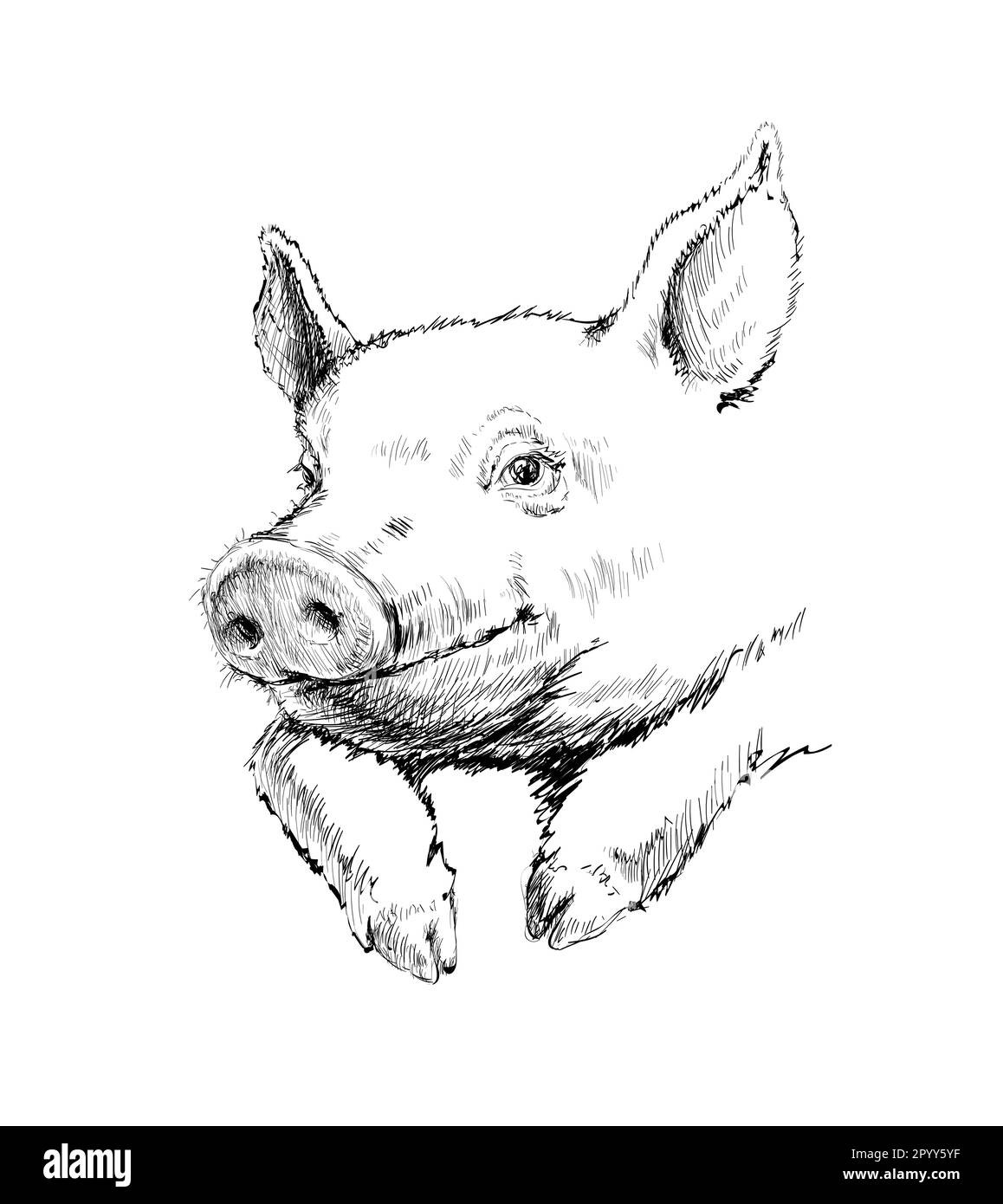 Hand drawnSketch pig vector illustration Stock Vector Image & Art - Alamy