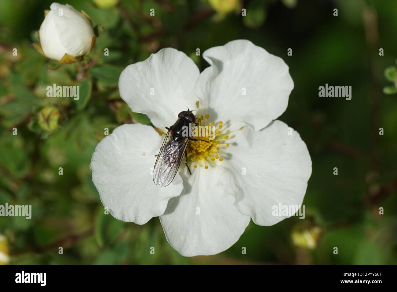 Closeup female hoverfly Cheilosia variabilis, family syrphidae. On ...