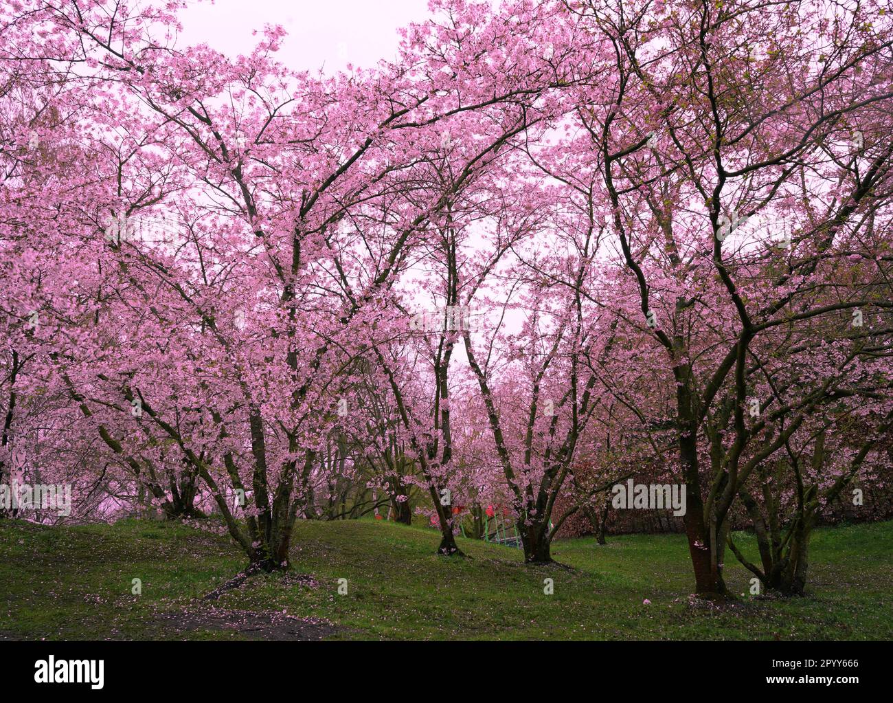 Serene Spring Scene at Gardens of The World, Berlin Stock Photo - Alamy