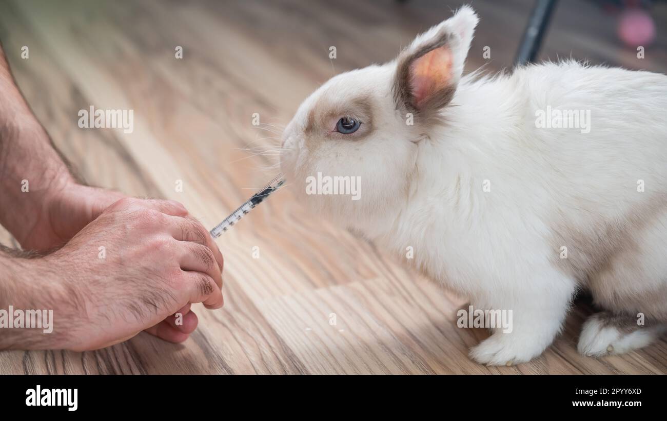 A man gives a rabbit medicine from a syringe. Bunny drinks from a ...