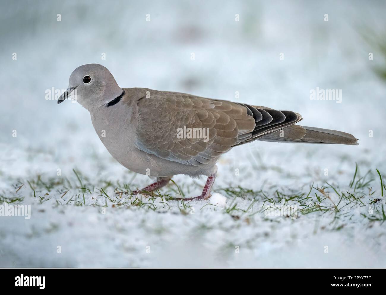 Snow White Turtle Dove