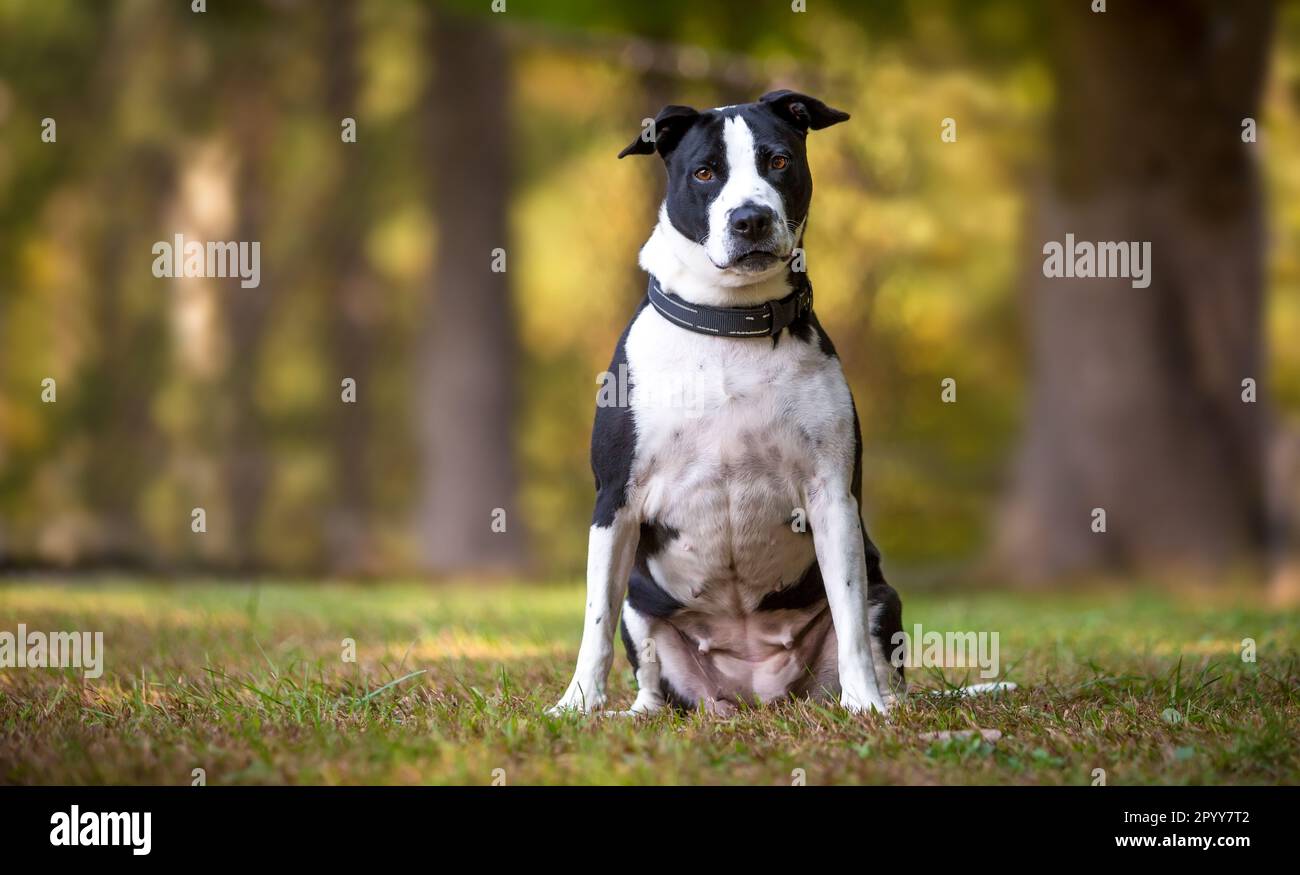 A black and white Pit Bull Terrier mixed breed dog sitting outdoors ...