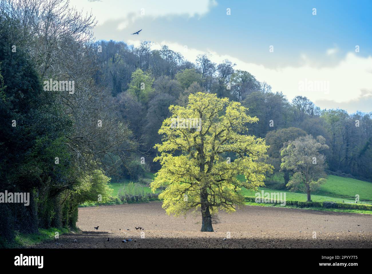 An oak tree coming into leaf near the village of Uley, Gloucestershire ...