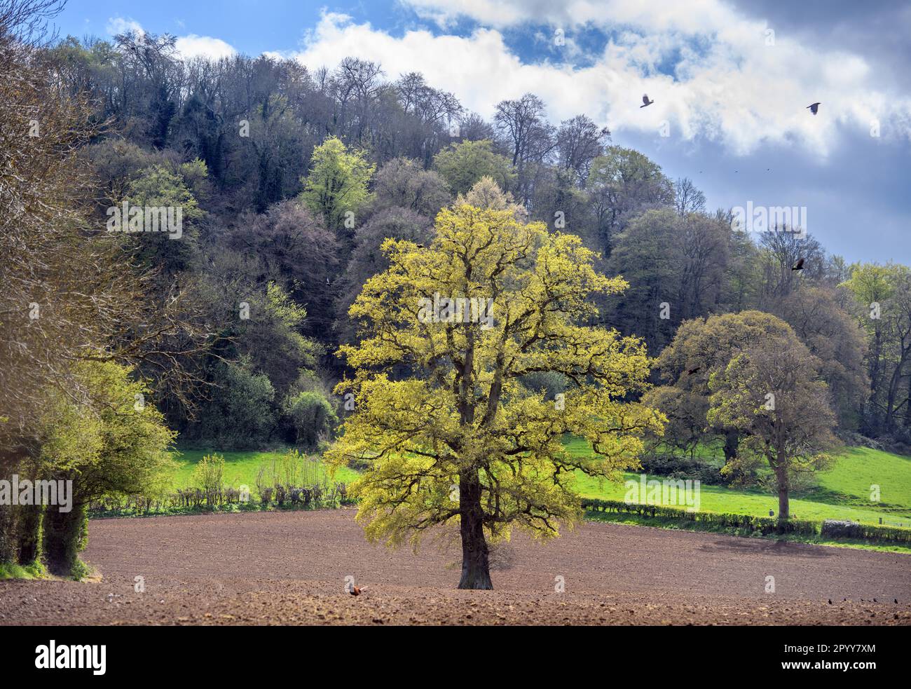 An oak tree coming into leaf near the village of Uley, Gloucestershire ...