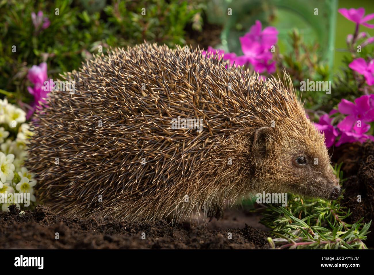 European Hedgehog