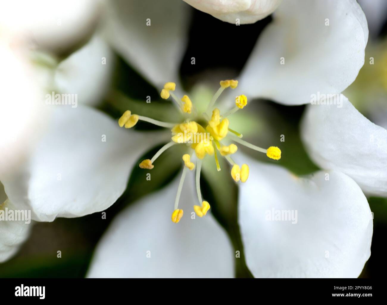 Close up of a White Flowering Crabapple (Malus spp.) Bloom against a ...