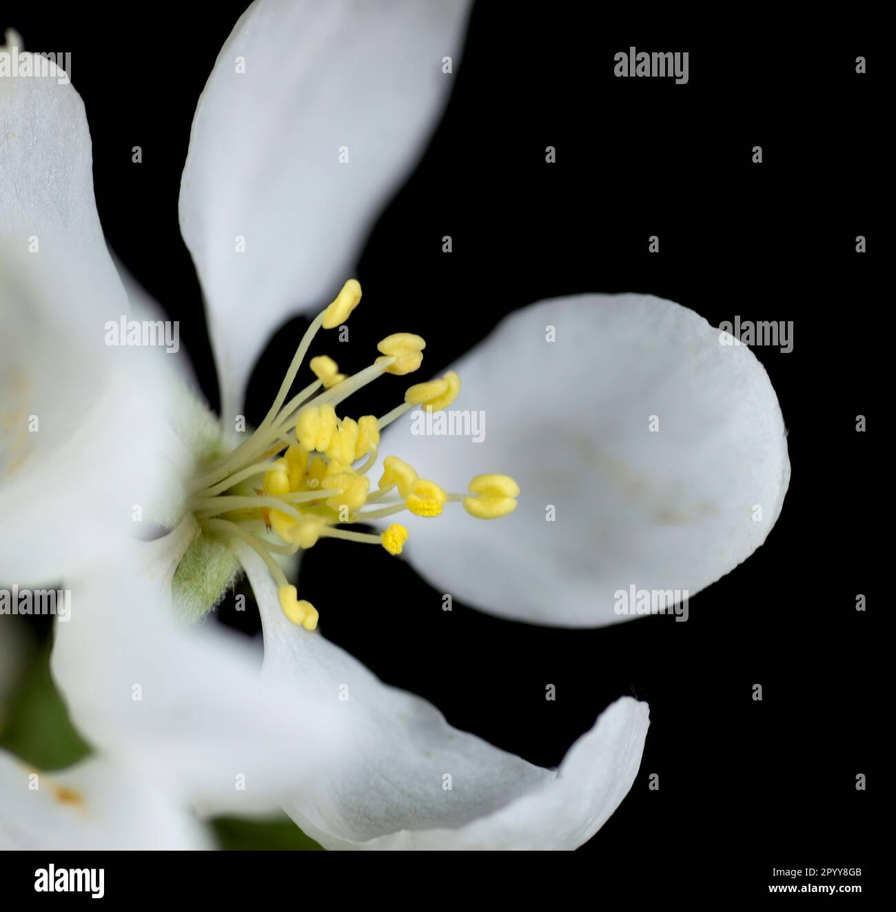 Close up of a White Flowering Crabapple (Malus spp.) Bloom against a ...