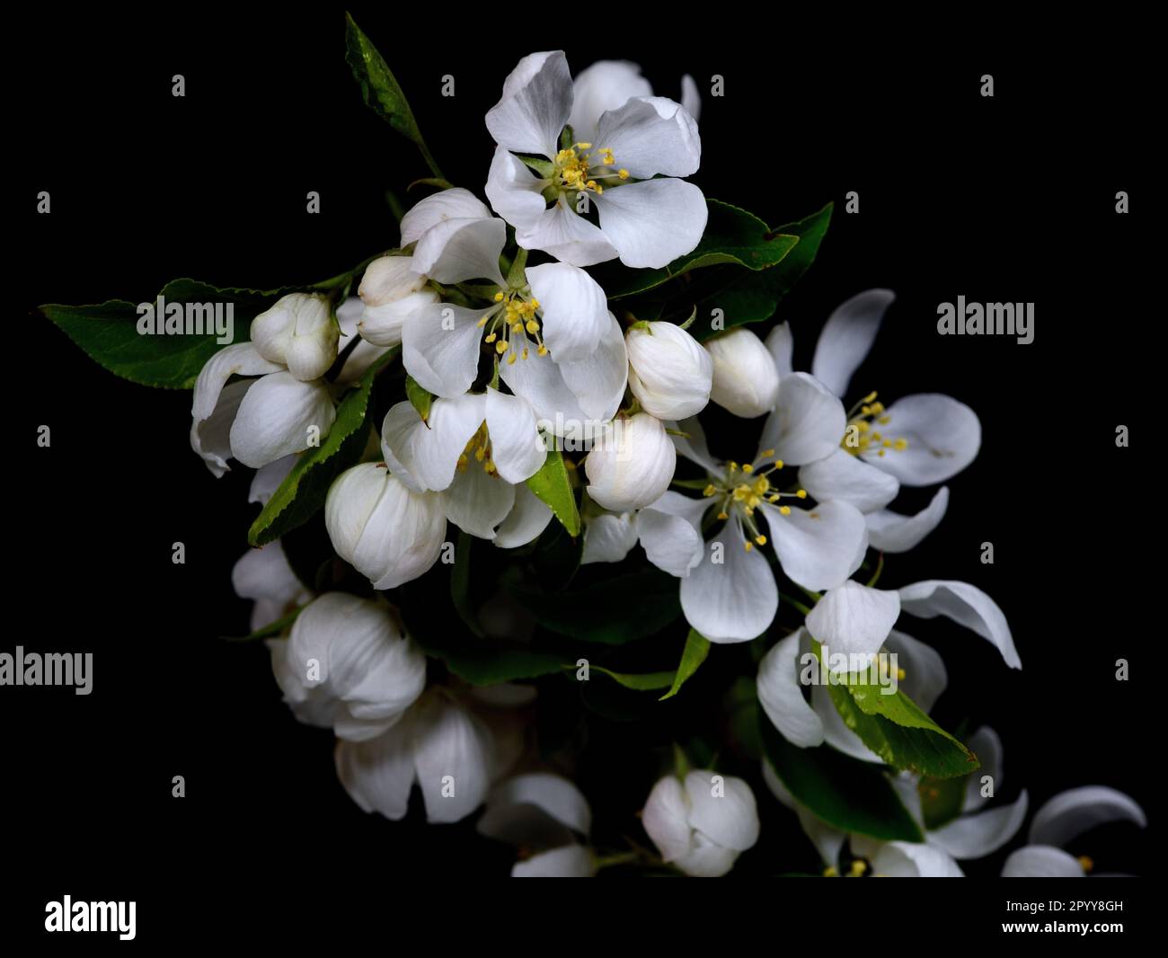White Flowering Crabapple (Malus spp.) Blooms against a black ...