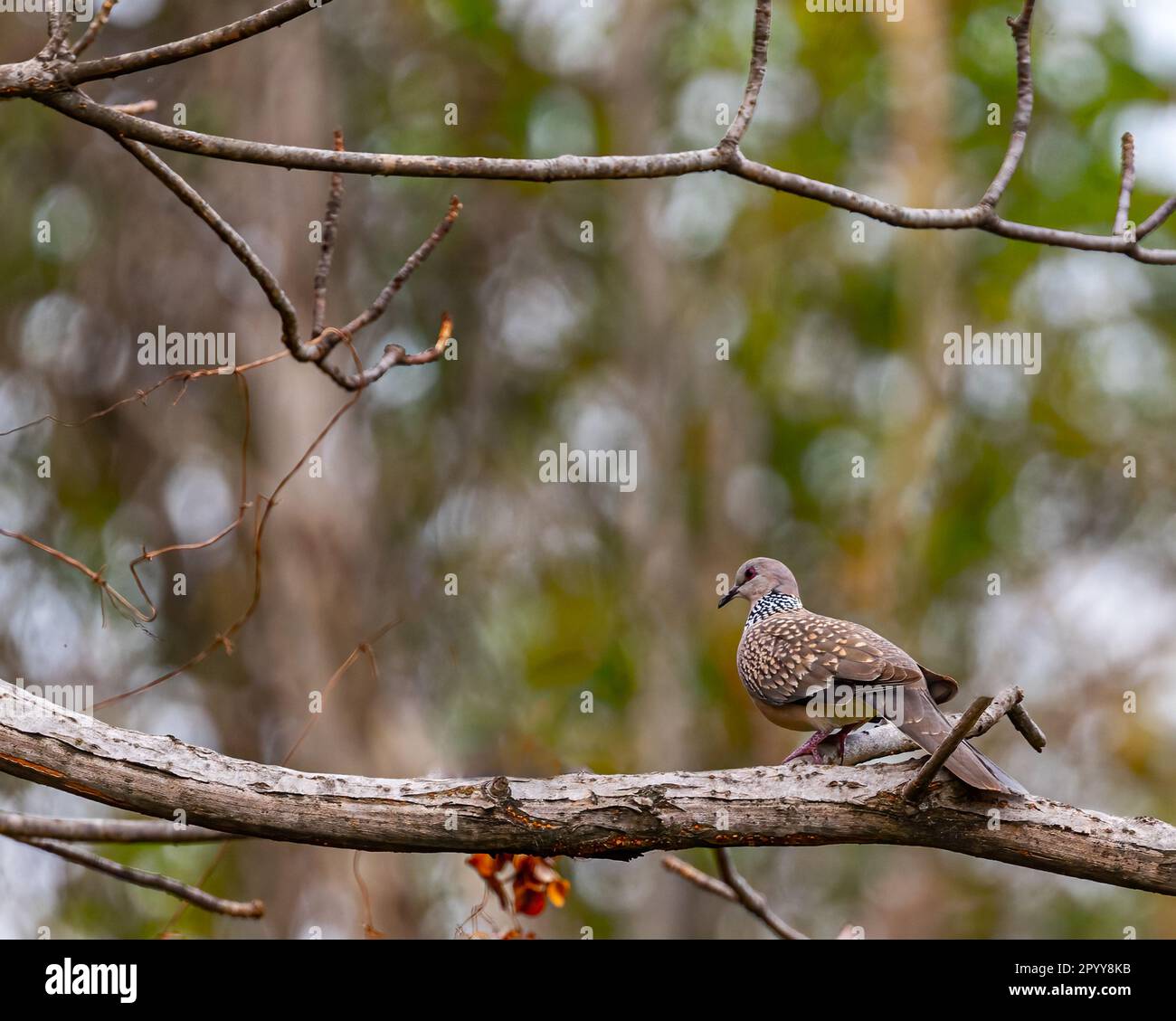 Spotted dove resting on tree hi-res stock photography and images - Alamy