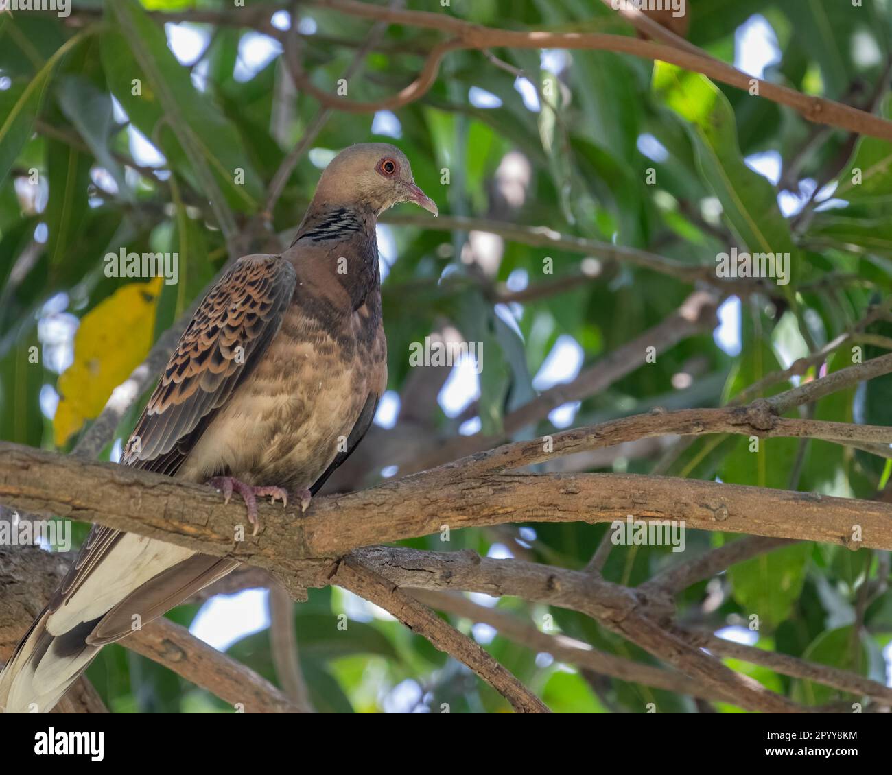 Oriental Turtle Dove resting on a tree Stock Photo - Alamy
