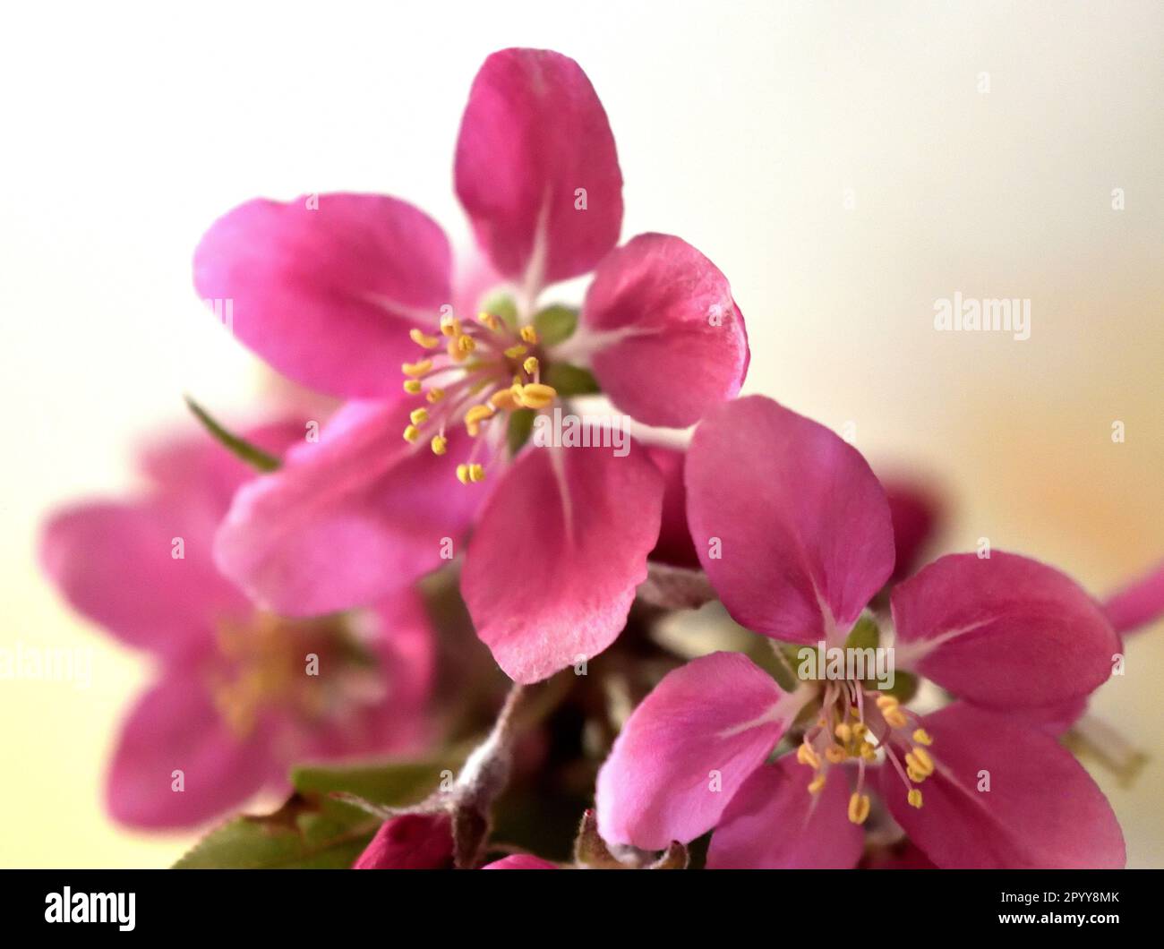 Pink Flowering Crabapple (Malus spp).Blooms against a white background ...