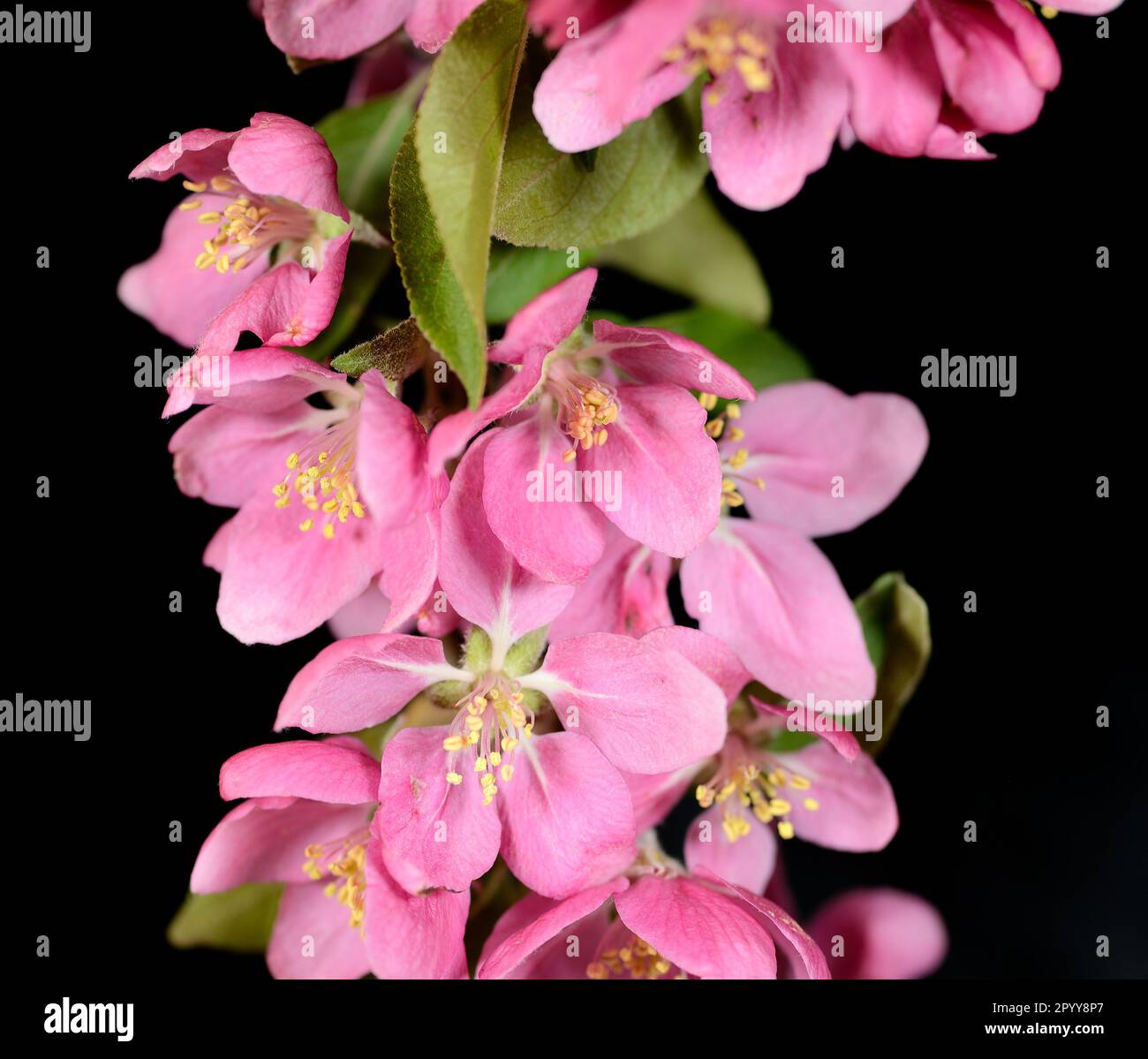 Pink Flowering Crabapple (Malus spp).Blooms against a black background ...