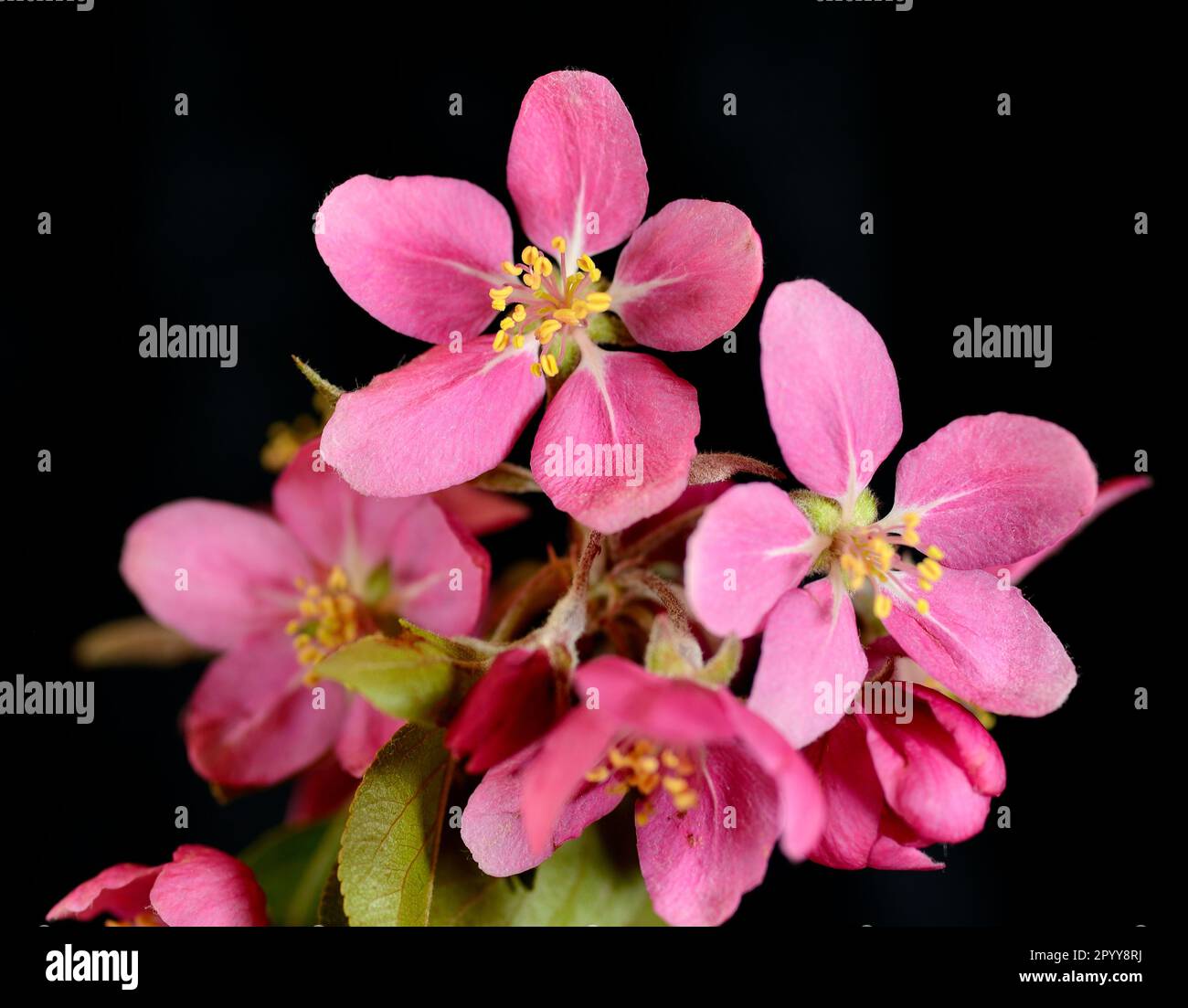 Pink Flowering Crabapple (Malus spp).Blooms against a black background ...