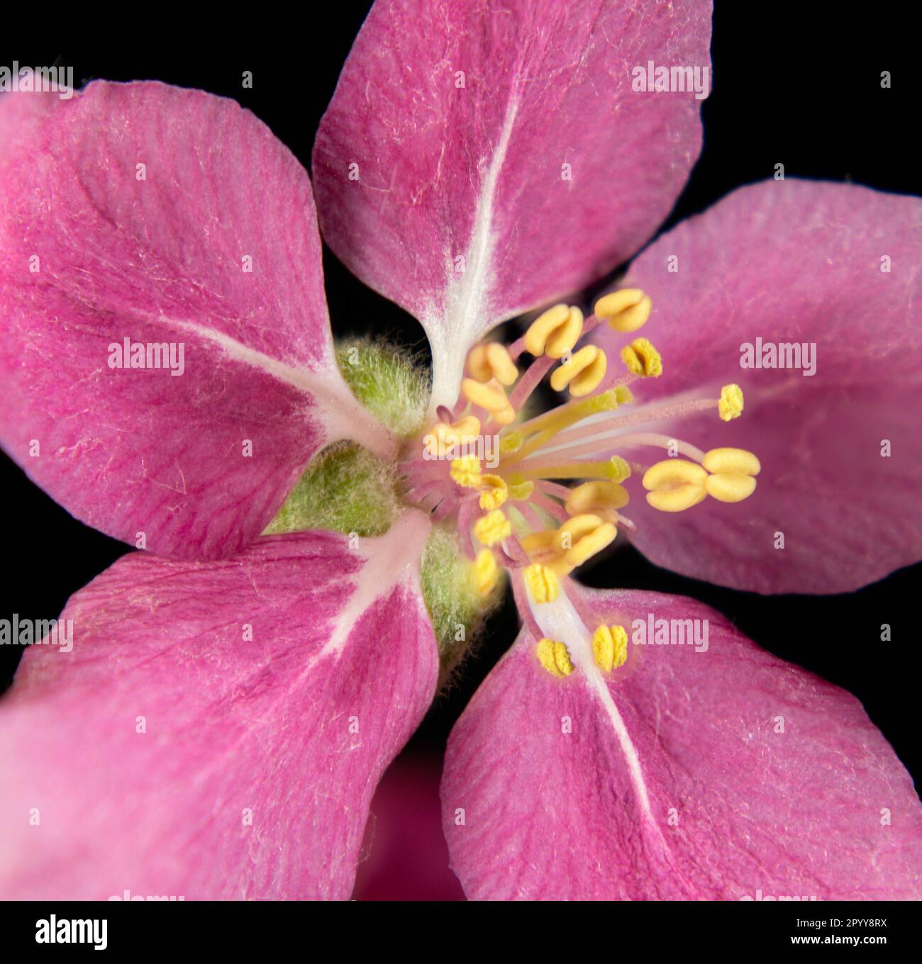 Pink Flowering Crabapple (Malus spp).Blooms against a black background ...