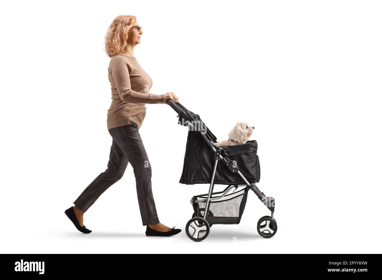 Profile shot of a mature woman walking and pushing a dog in a stroller ...