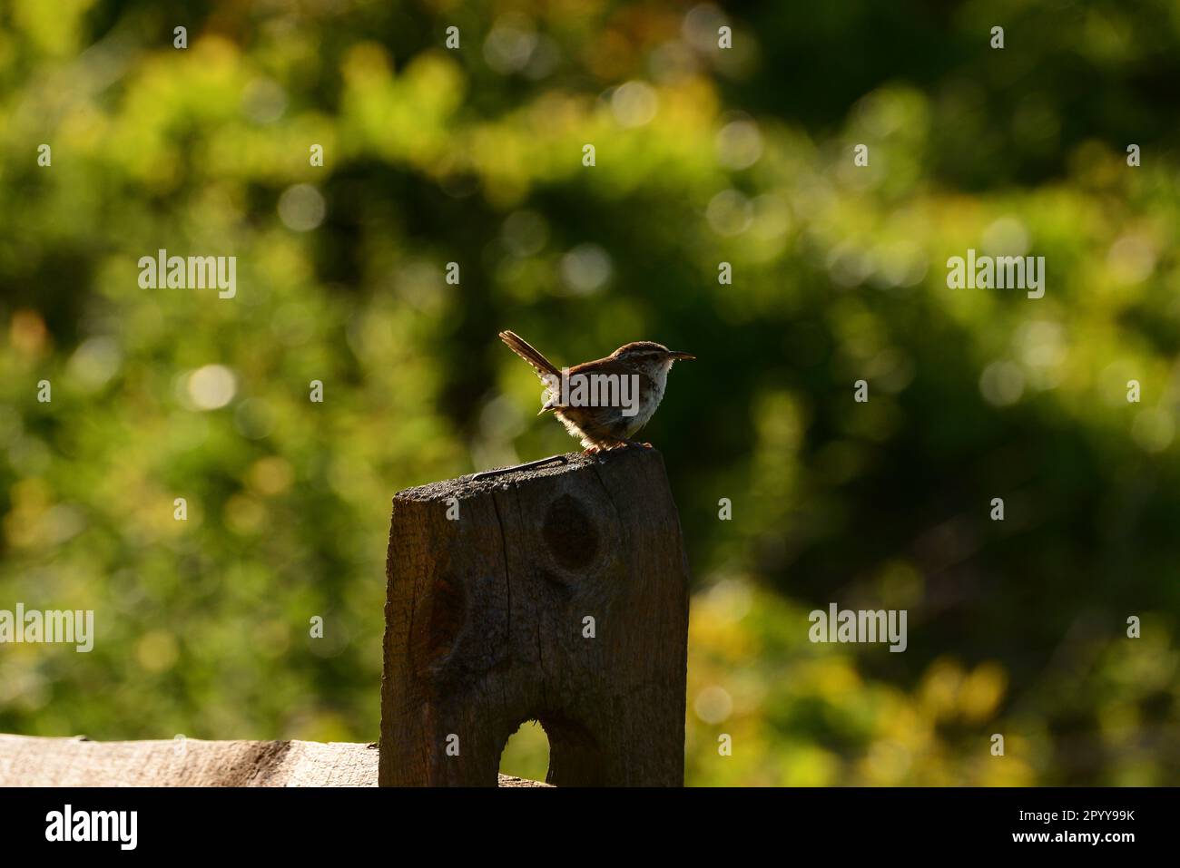 Sparrow fethers hi-res stock photography and images - Alamy