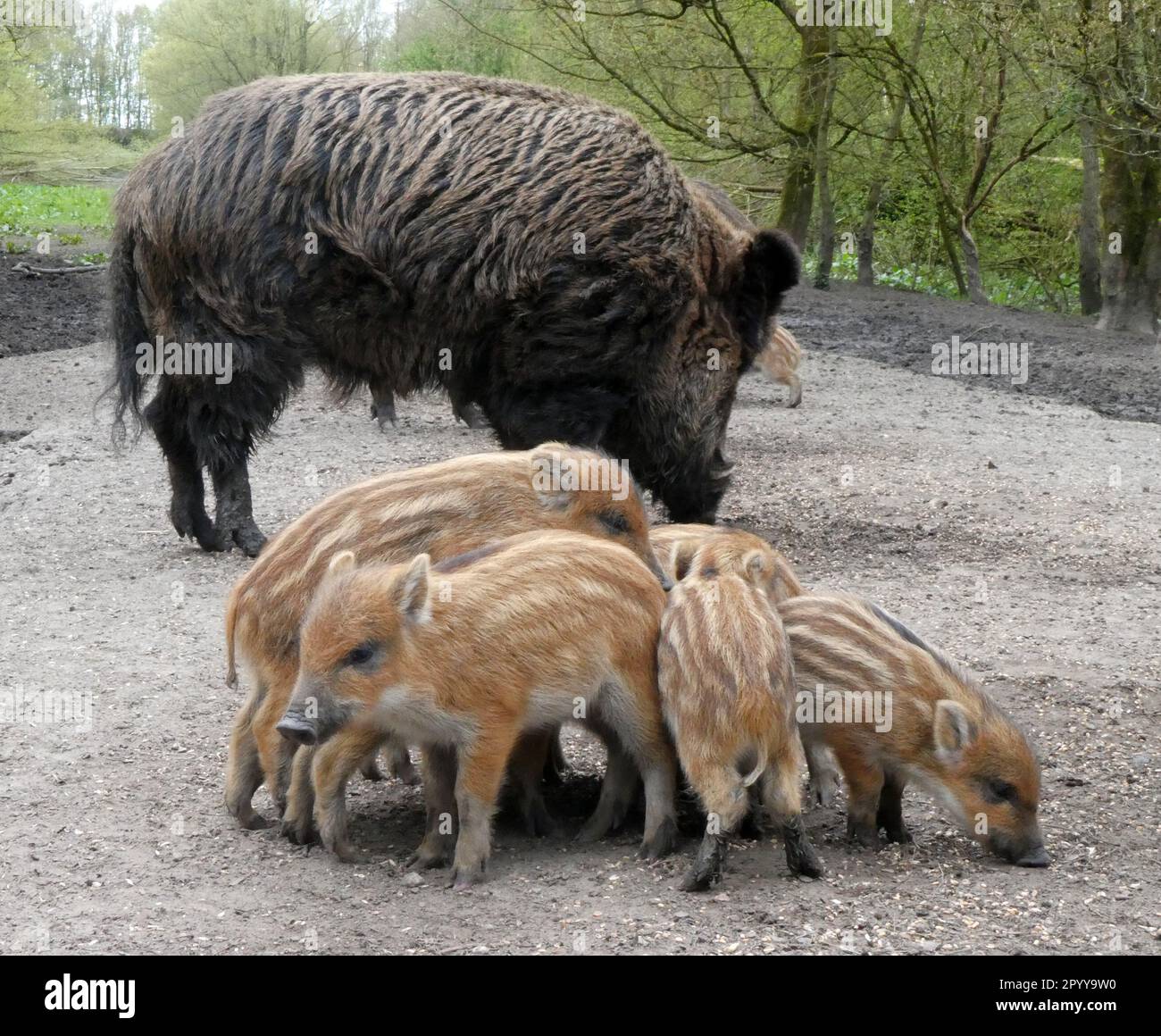 Sounder hi-res stock photography and images - Alamy