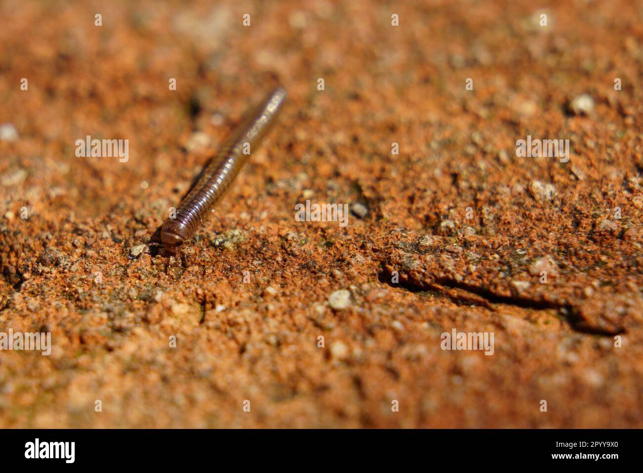 Soil centipede hi-res stock photography and images - Alamy